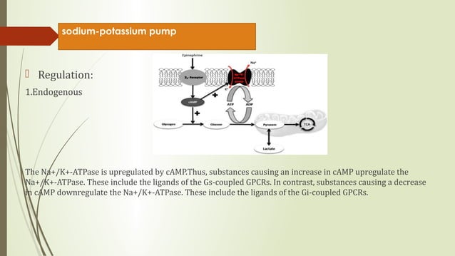 Sodium potassium pump | PPT | Chemistry | Science