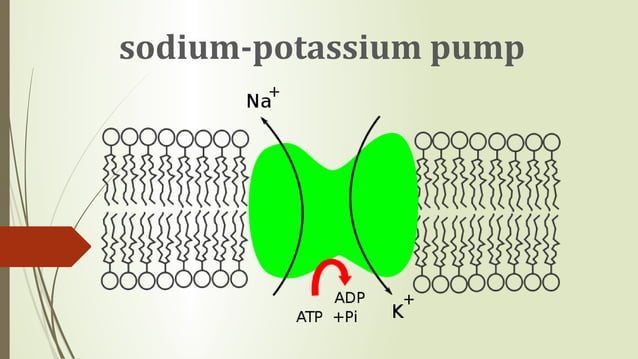 Sodium Potassium Pump Ppt