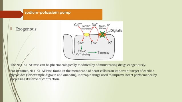 Sodium potassium pump | PPT | Chemistry | Science