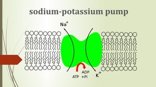 Sodium Potassium Pump Animation