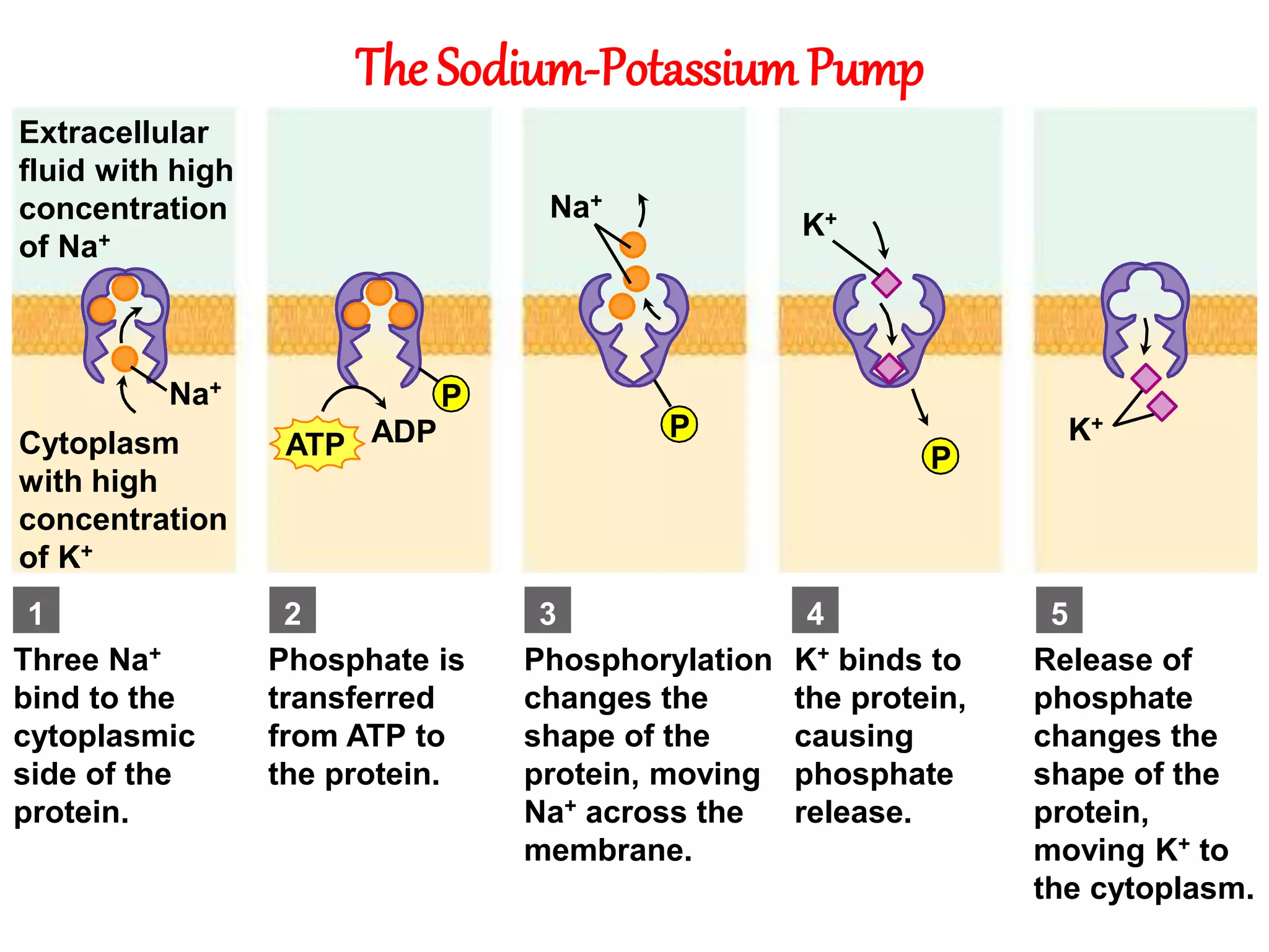 Sodium potassium pump | PPT