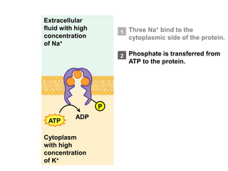 Sodium potassium pump | PPT