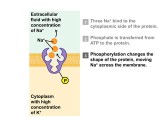 Sodium potassium pump | PPT