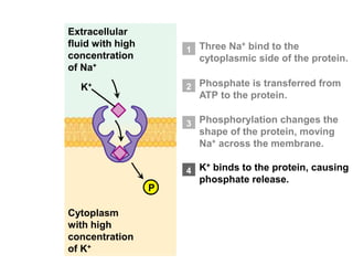 Sodium potassium pump | PPT