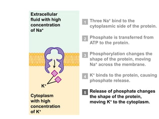 Sodium potassium pump | PPT