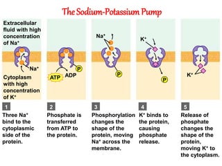 Sodium Potassium Pump