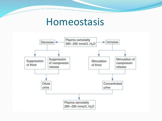 Sodium homeostasis