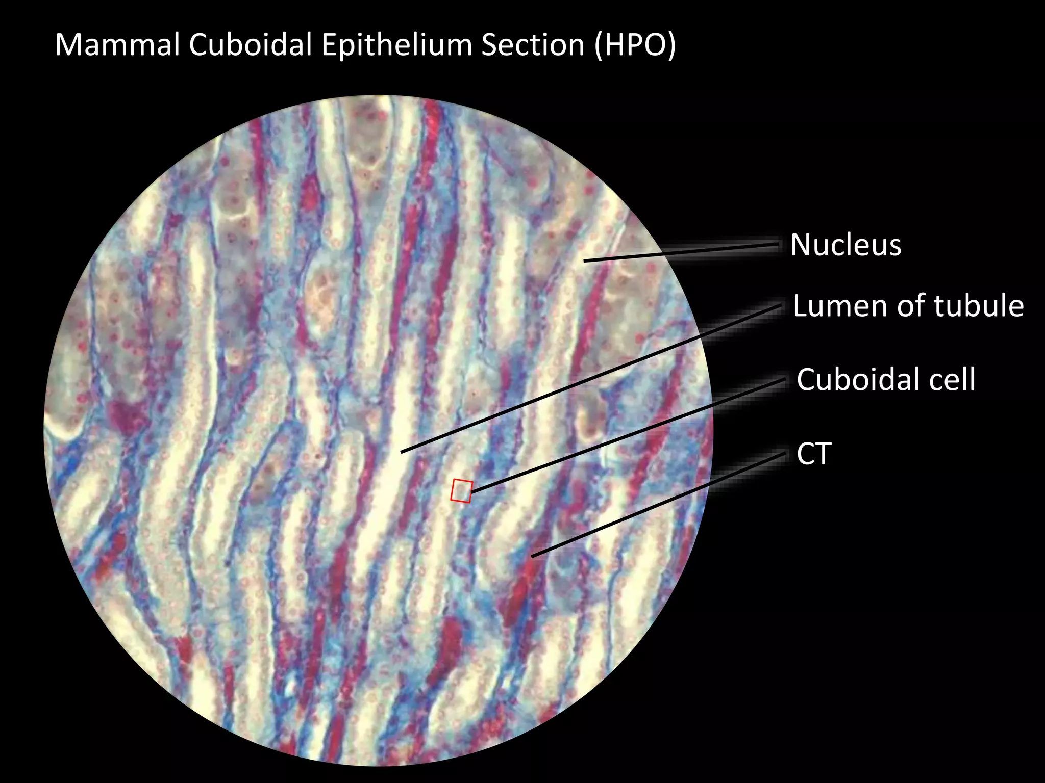 50 Shades of Pink and other Colors of Histology | PPTX