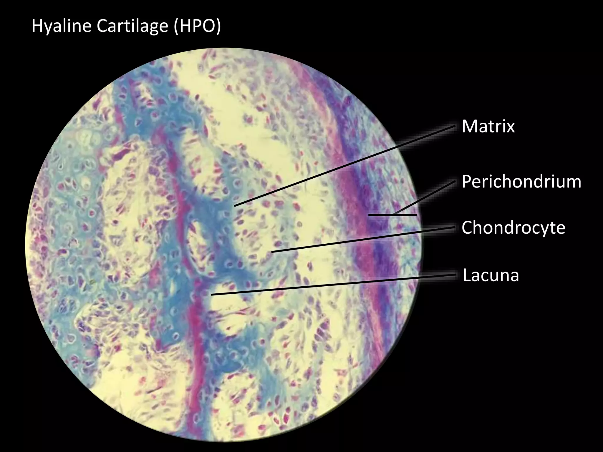 50 Shades of Pink and other Colors of Histology | PPTX