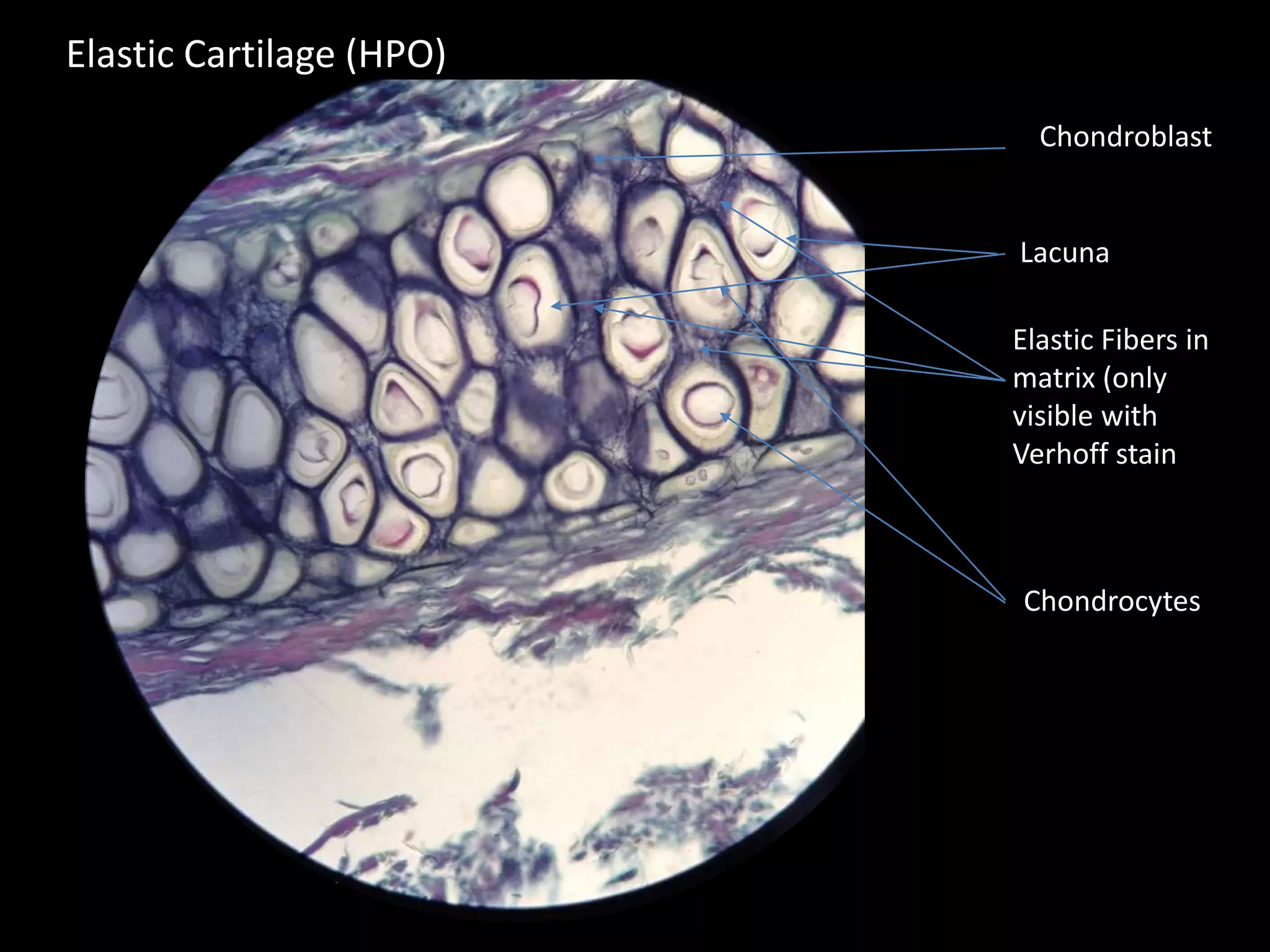 50 Shades of Pink and other Colors of Histology | PPTX