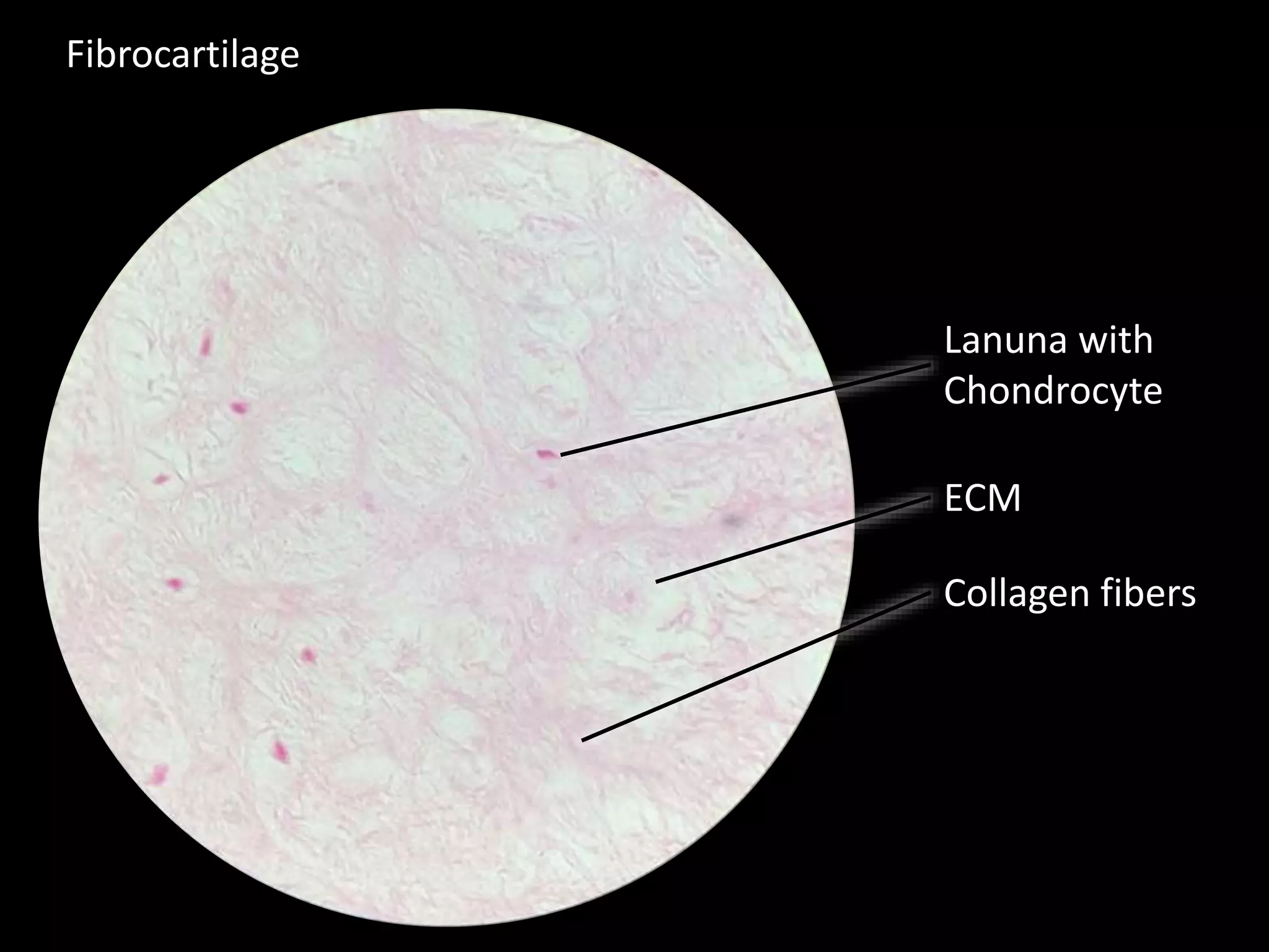 50 Shades of Pink and other Colors of Histology | PPTX