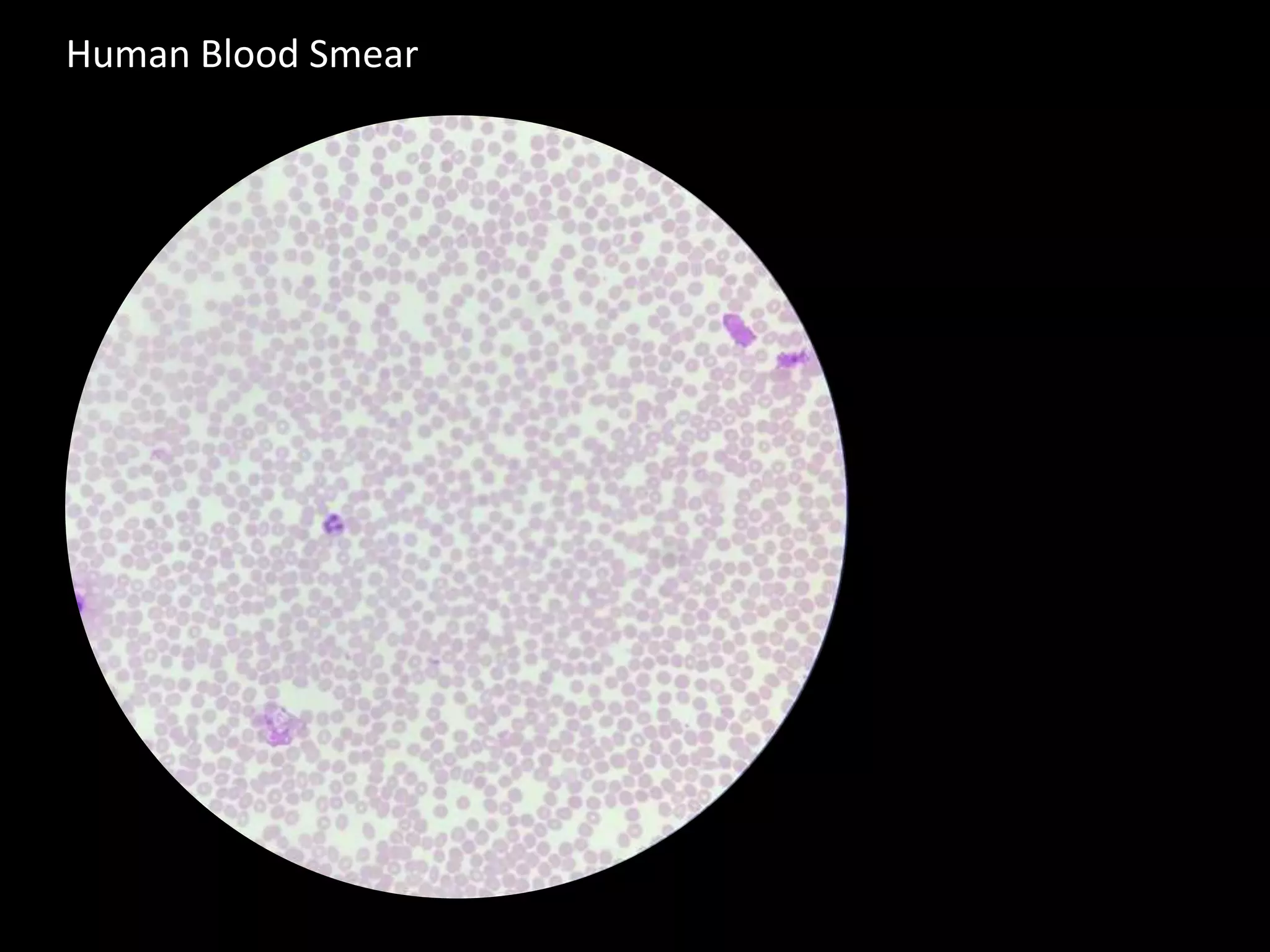 50 Shades of Pink and other Colors of Histology | PPTX