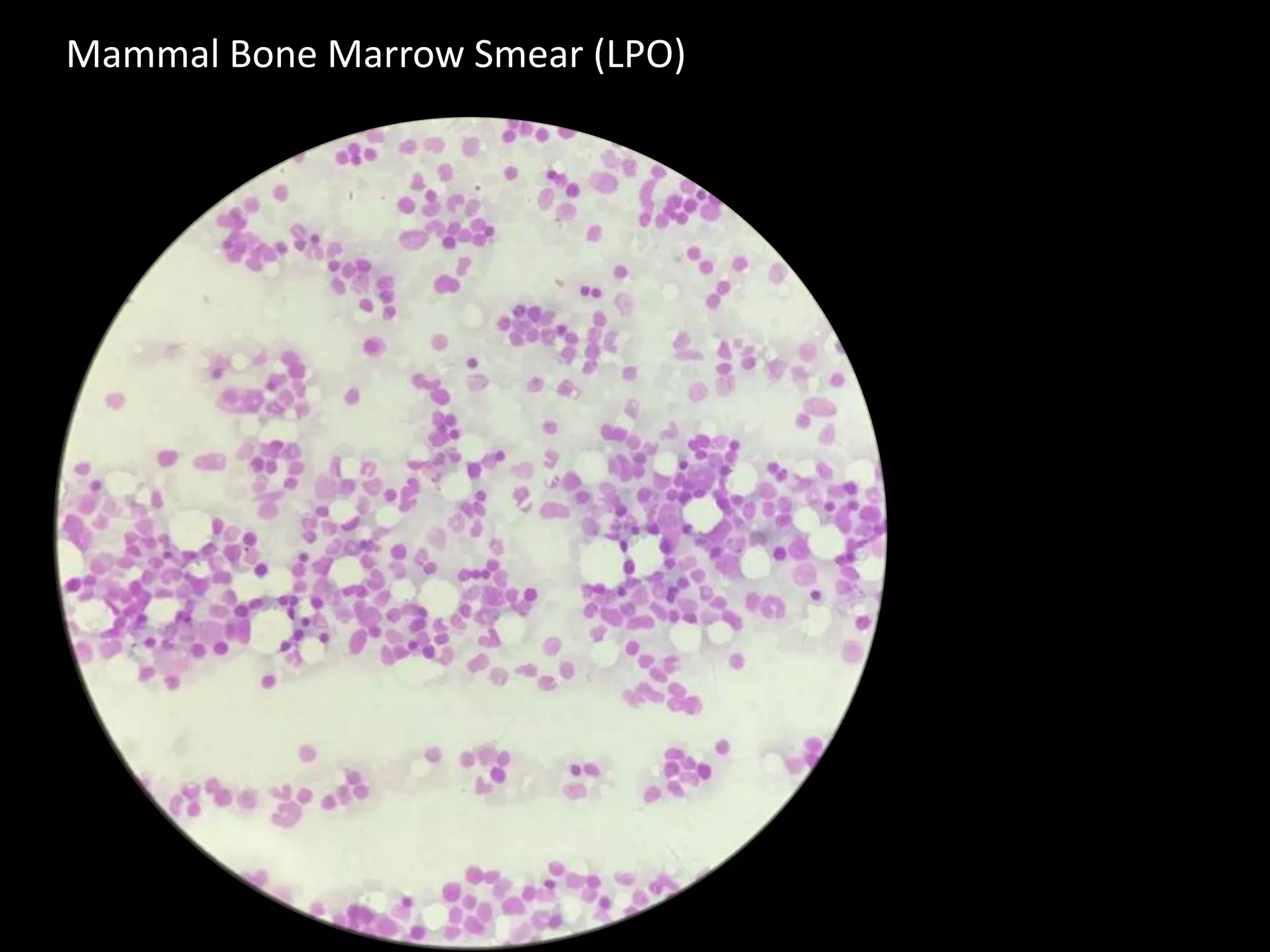 50 Shades of Pink and other Colors of Histology | PPTX