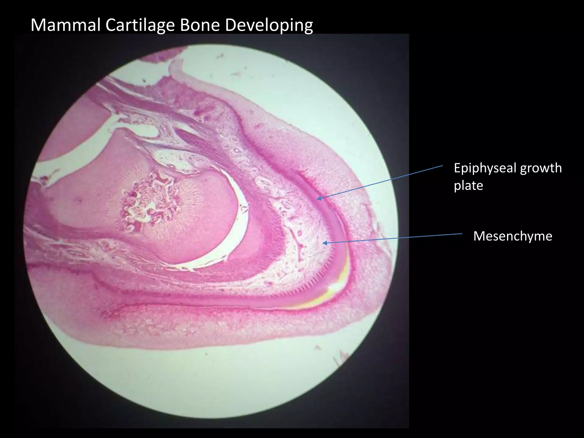 50 Shades of Pink and other Colors of Histology | PPTX