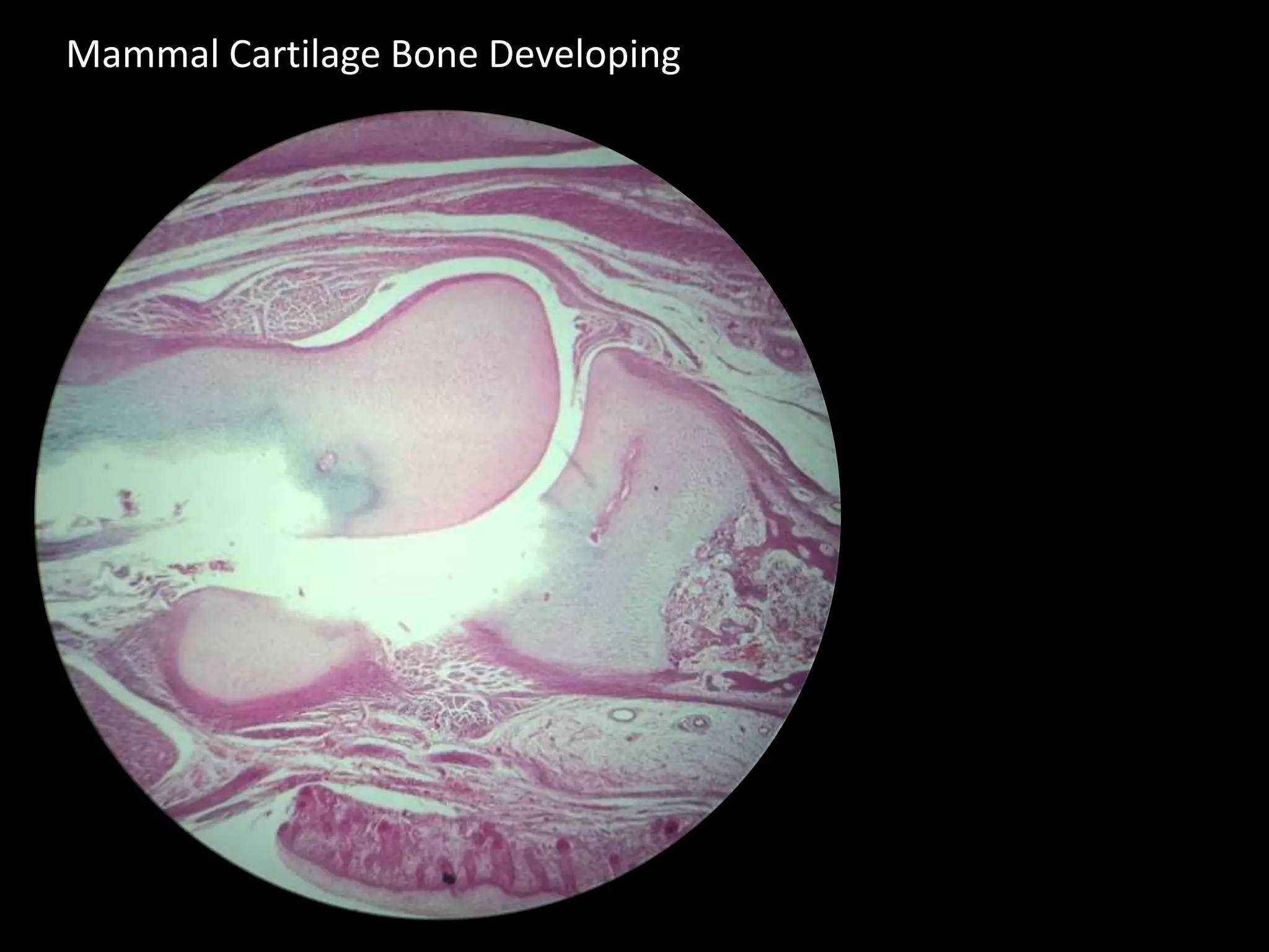 50 Shades of Pink and other Colors of Histology | PPTX