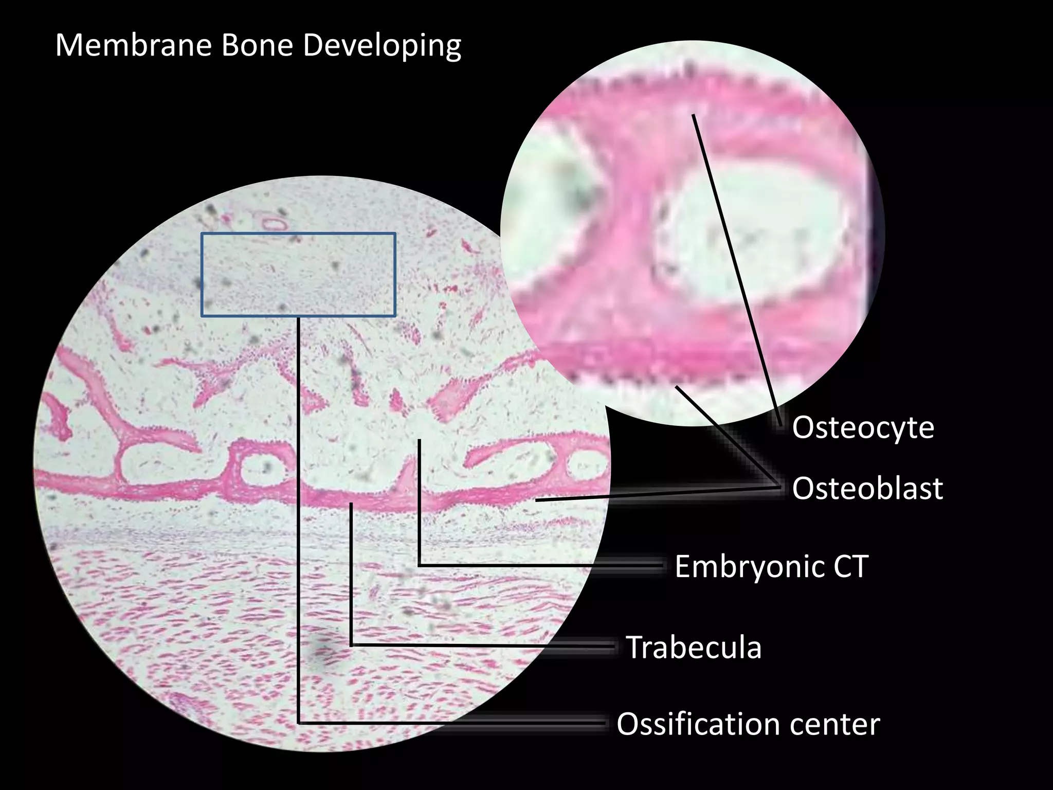 50 Shades of Pink and other Colors of Histology | PPTX