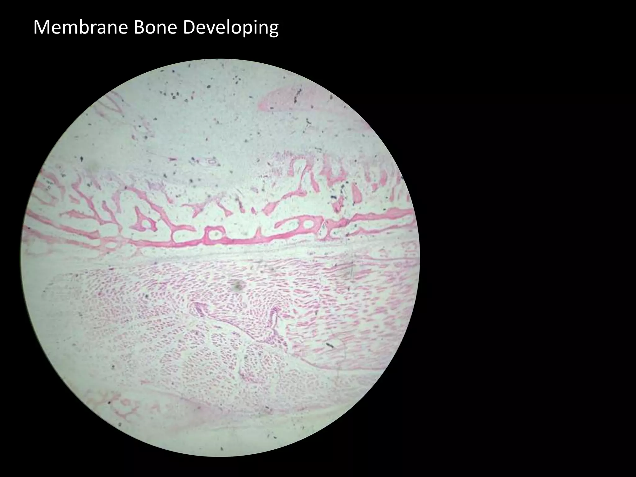 50 Shades of Pink and other Colors of Histology | PPTX