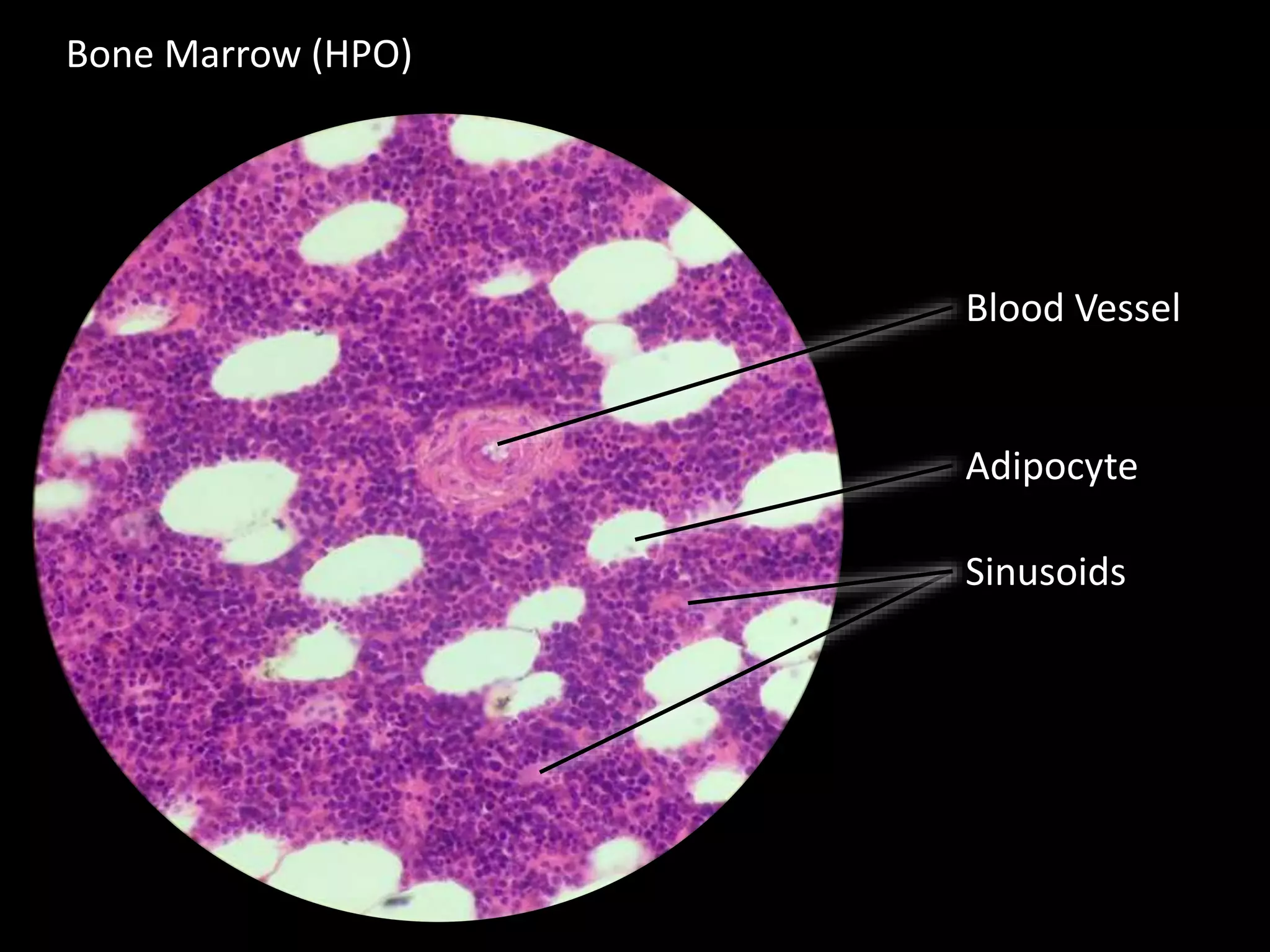 50 Shades of Pink and other Colors of Histology | PPTX