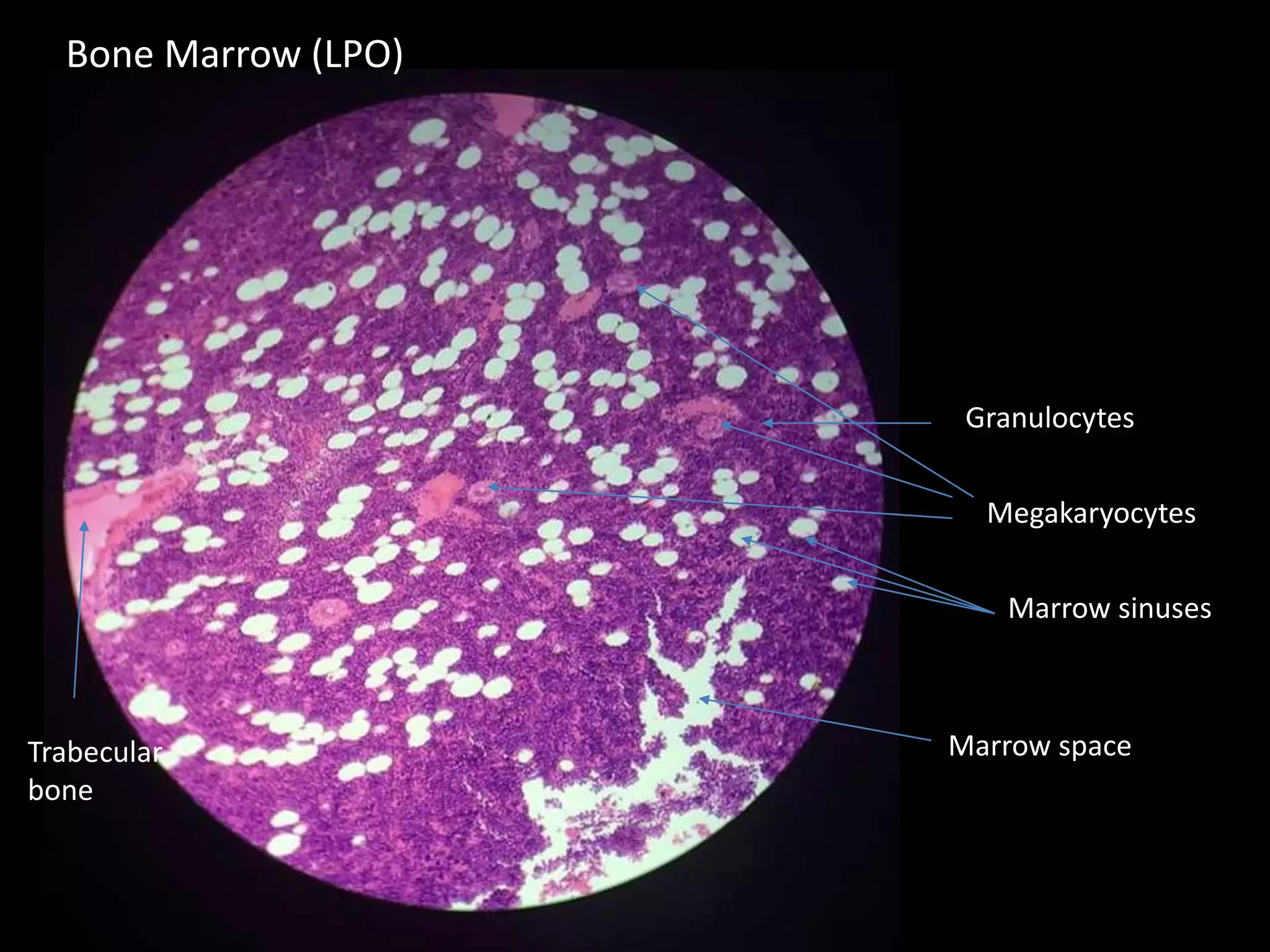 50 Shades of Pink and other Colors of Histology | PPTX