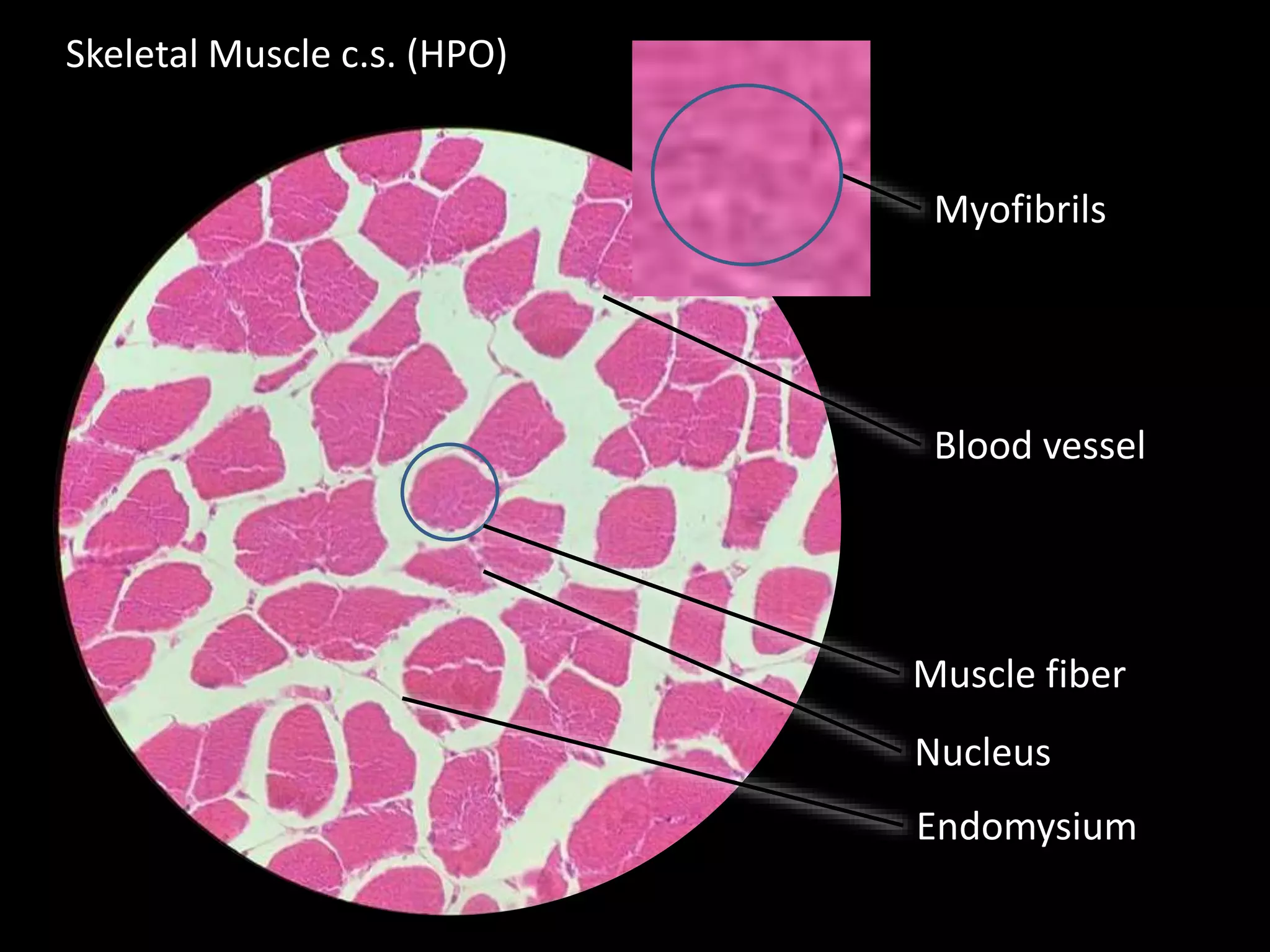 50 Shades of Pink and other Colors of Histology | PPTX
