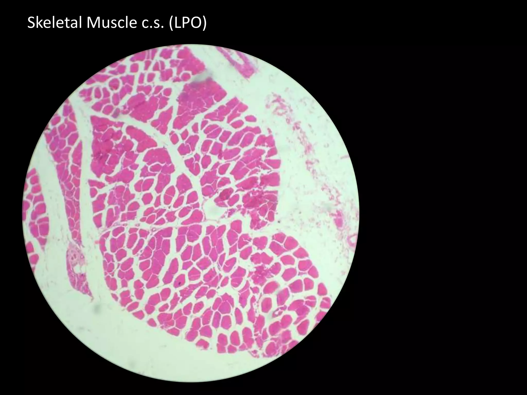 50 Shades of Pink and other Colors of Histology | PPTX