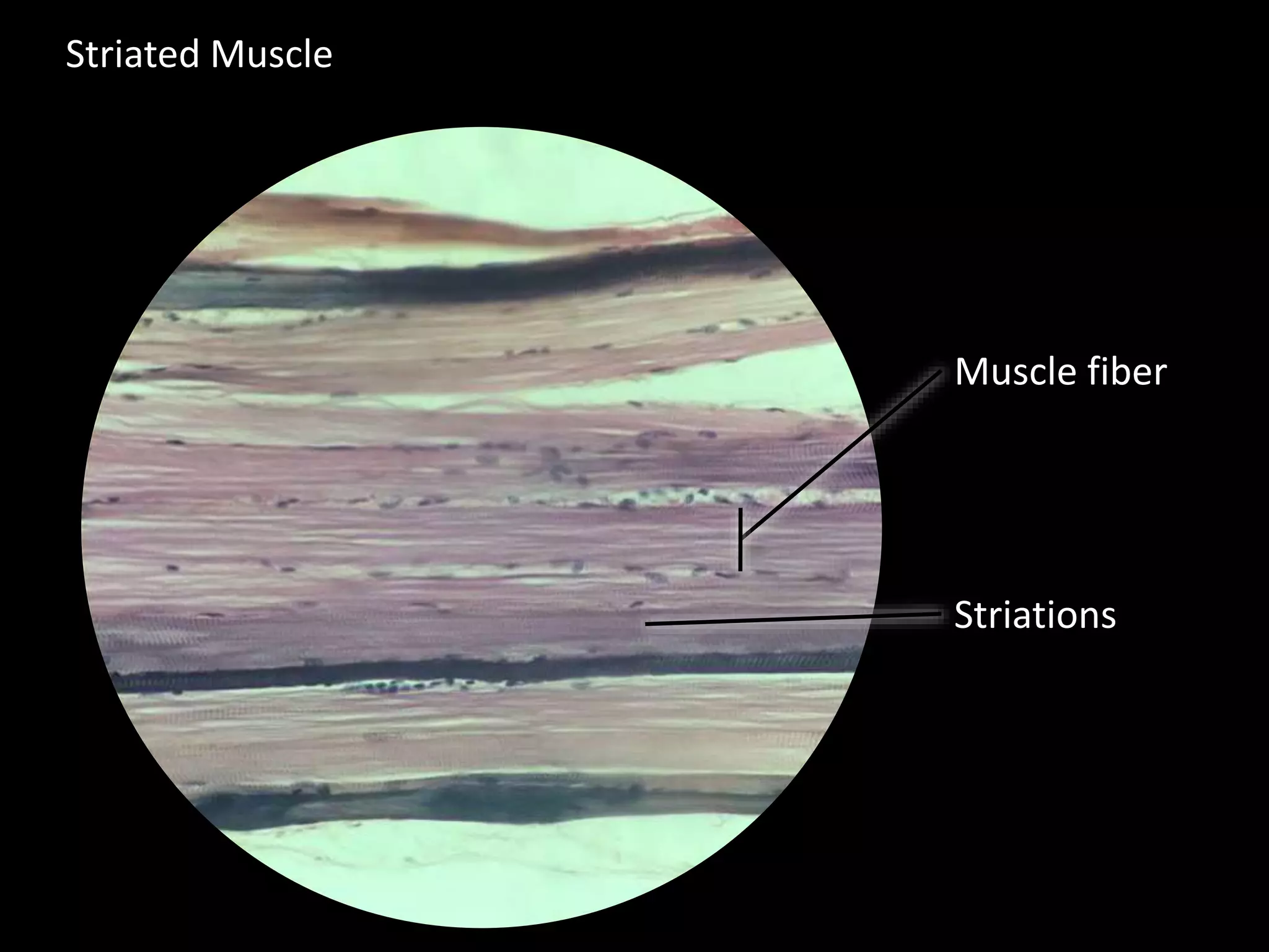 50 Shades of Pink and other Colors of Histology | PPTX