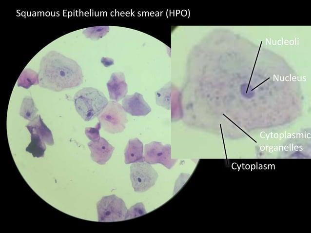 50 Shades of Pink and other Colors of Histology | PPTX
