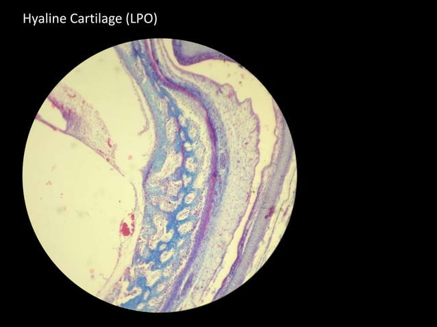 50 Shades of Pink and other Colors of Histology | PPTX