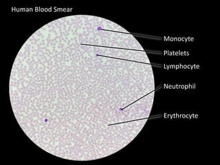 50 Shades of Pink and other Colors of Histology | PPTX