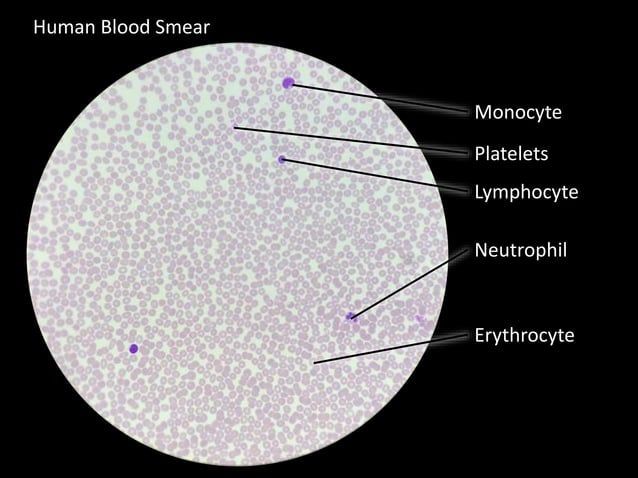 50 Shades of Pink and other Colors of Histology | PPTX