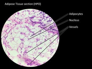 50 Shades of Pink and other Colors of Histology | PPTX