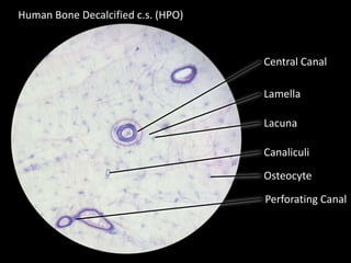 50 Shades of Pink and other Colors of Histology | PPTX
