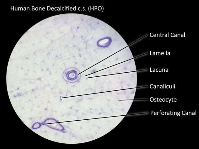 50 Shades of Pink and other Colors of Histology | PPTX