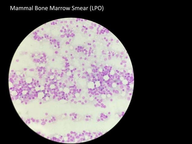 50 Shades of Pink and other Colors of Histology | PPTX