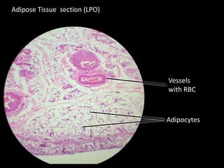 50 Shades of Pink and other Colors of Histology | PPTX