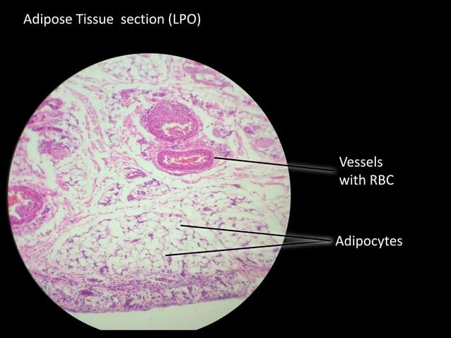 50 Shades of Pink and other Colors of Histology | PPTX