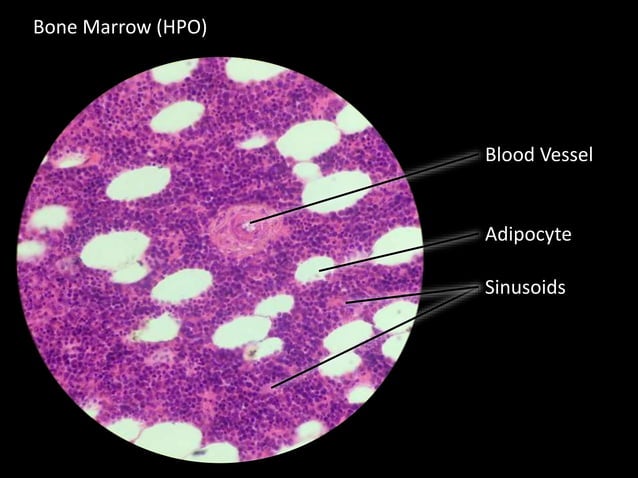 50 Shades of Pink and other Colors of Histology | PPTX