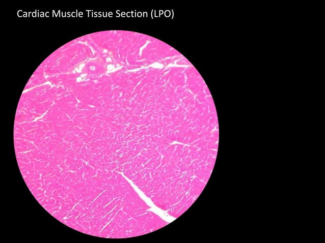 50 Shades of Pink and other Colors of Histology | PPTX