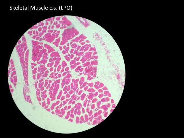 50 Shades of Pink and other Colors of Histology | PPTX