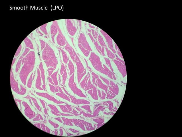 50 Shades of Pink and other Colors of Histology | PPTX