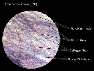 50 Shades of Pink and other Colors of Histology | PPTX