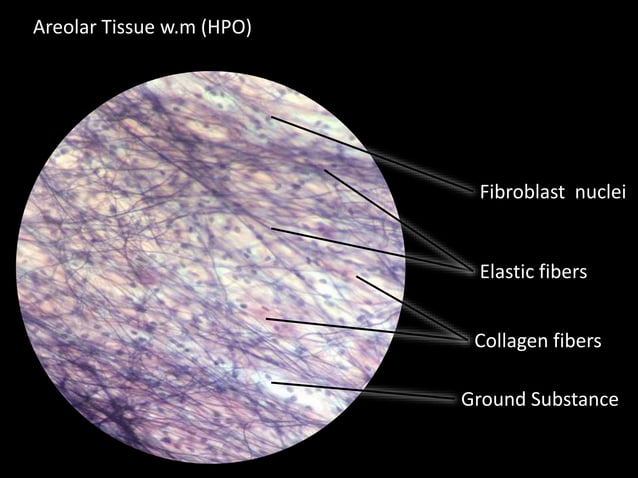 50 Shades of Pink and other Colors of Histology | PPTX