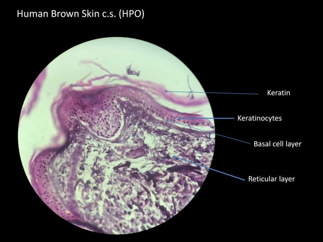 50 Shades of Pink and other Colors of Histology | PPTX