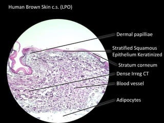 50 Shades of Pink and other Colors of Histology | PPTX