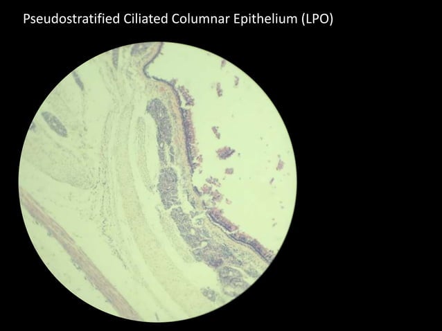 50 Shades of Pink and other Colors of Histology | PPTX