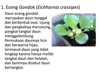 Tanaman sungai dan morfologi daunnya | PPTX