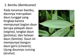 Tanaman sungai dan morfologi daunnya | PPTX