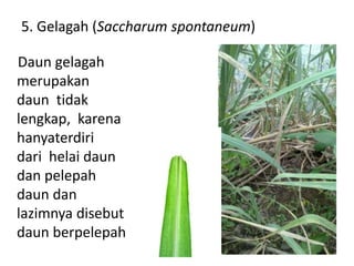 Tanaman sungai dan morfologi daunnya | PPTX