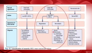 Macrocytic Anemia | PPTX | Blood Disorders | Diseases and Conditions