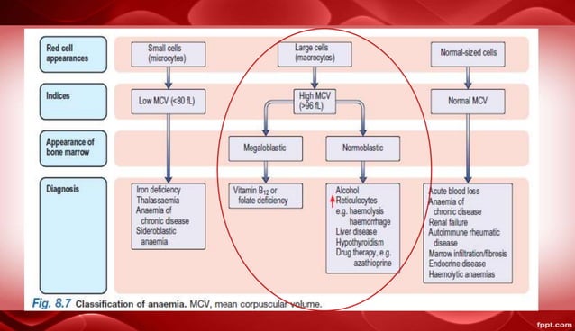 Macrocytic Anemia | PPTX | Blood Disorders | Diseases and Conditions